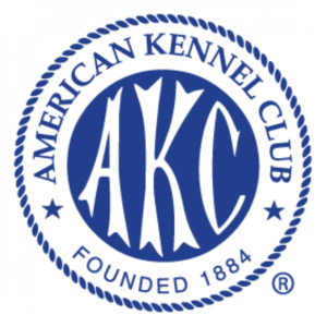 Welsh Sheepdog – Dog Breed Information – Advice Paw