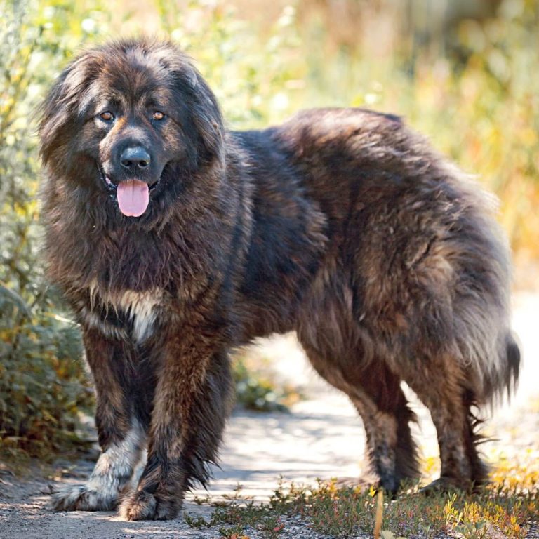 Caucasian Shepherd – Dog Breed Information – Advice Paw